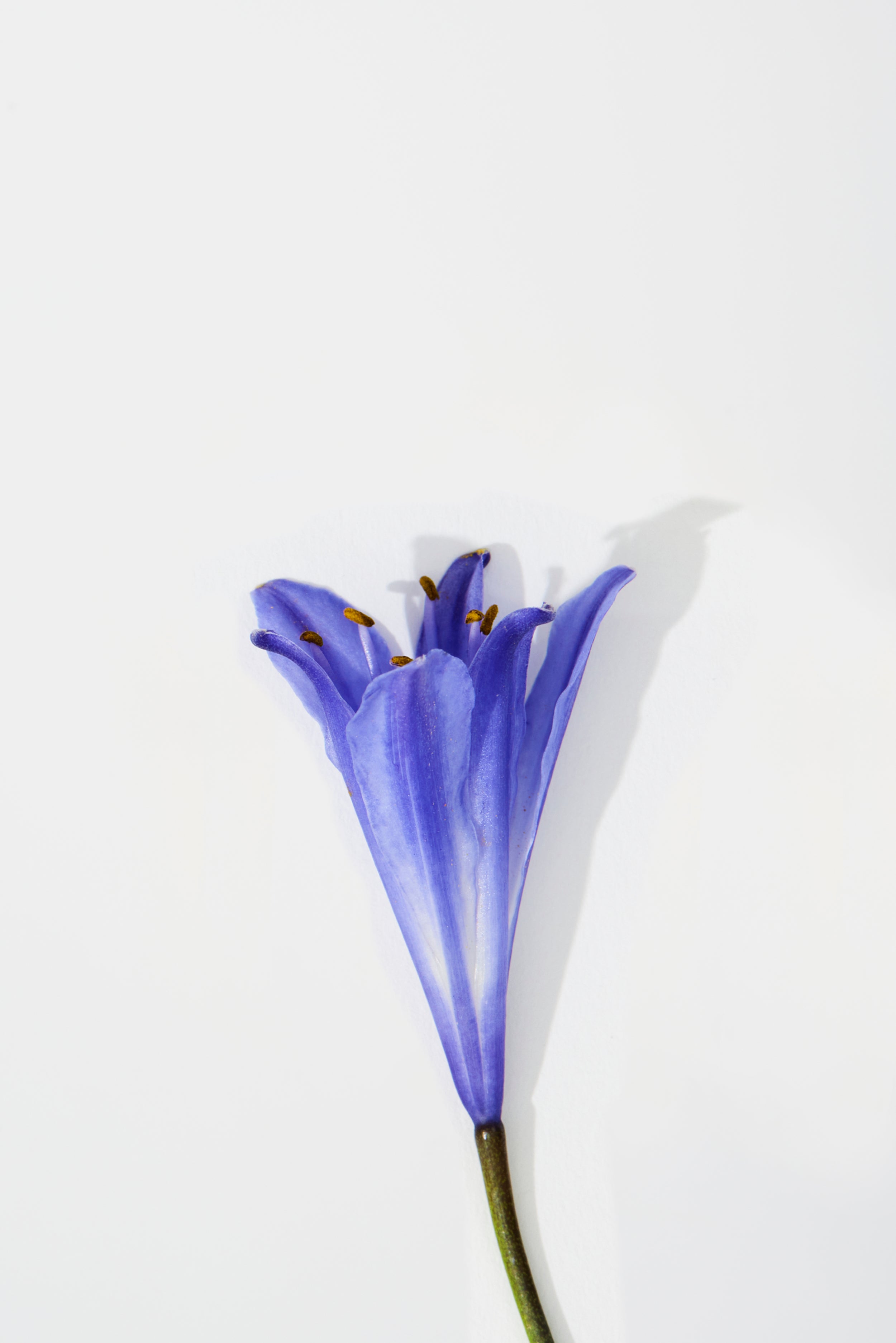 Spray + Balm - Motherline