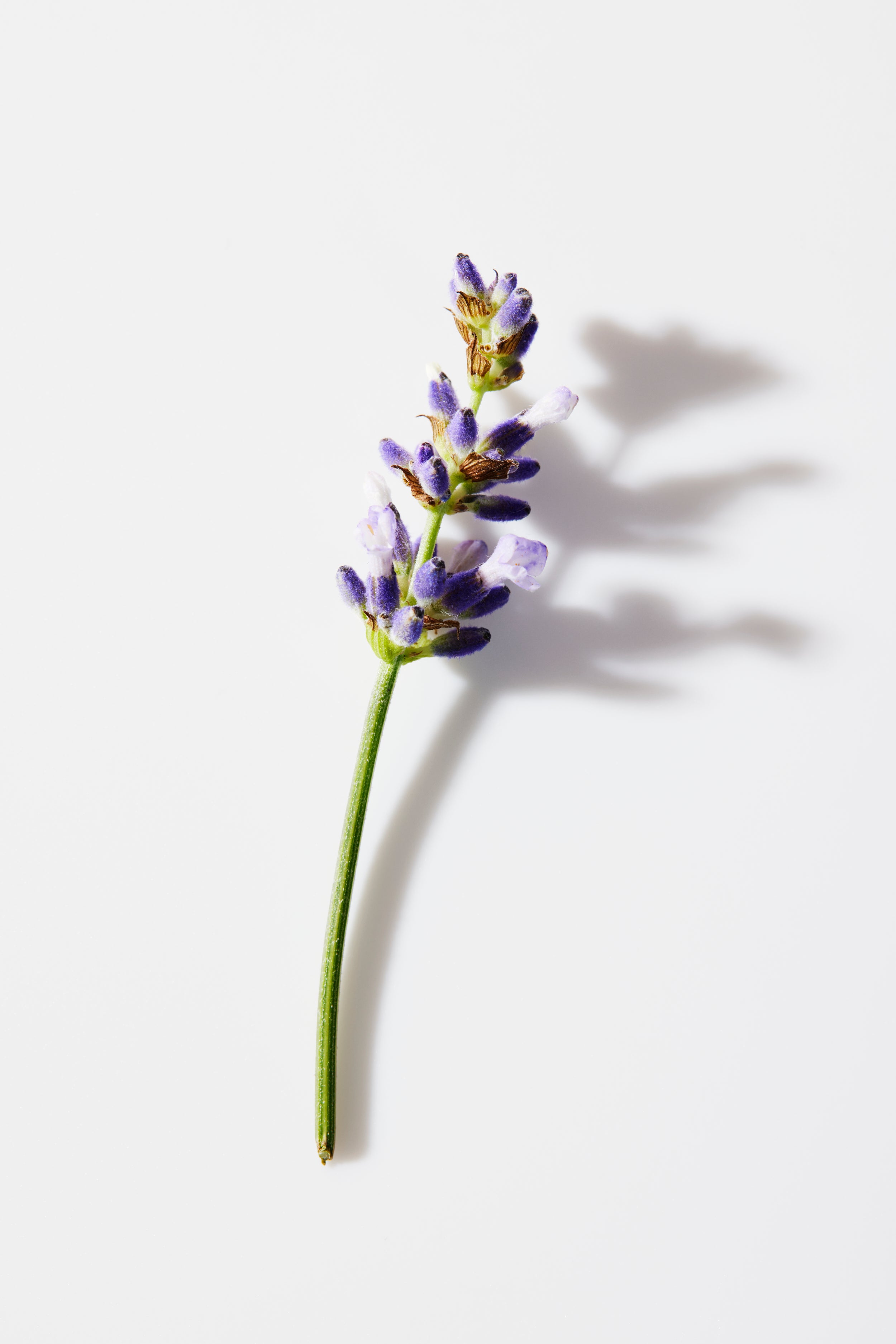 Spray + Balm - Motherline