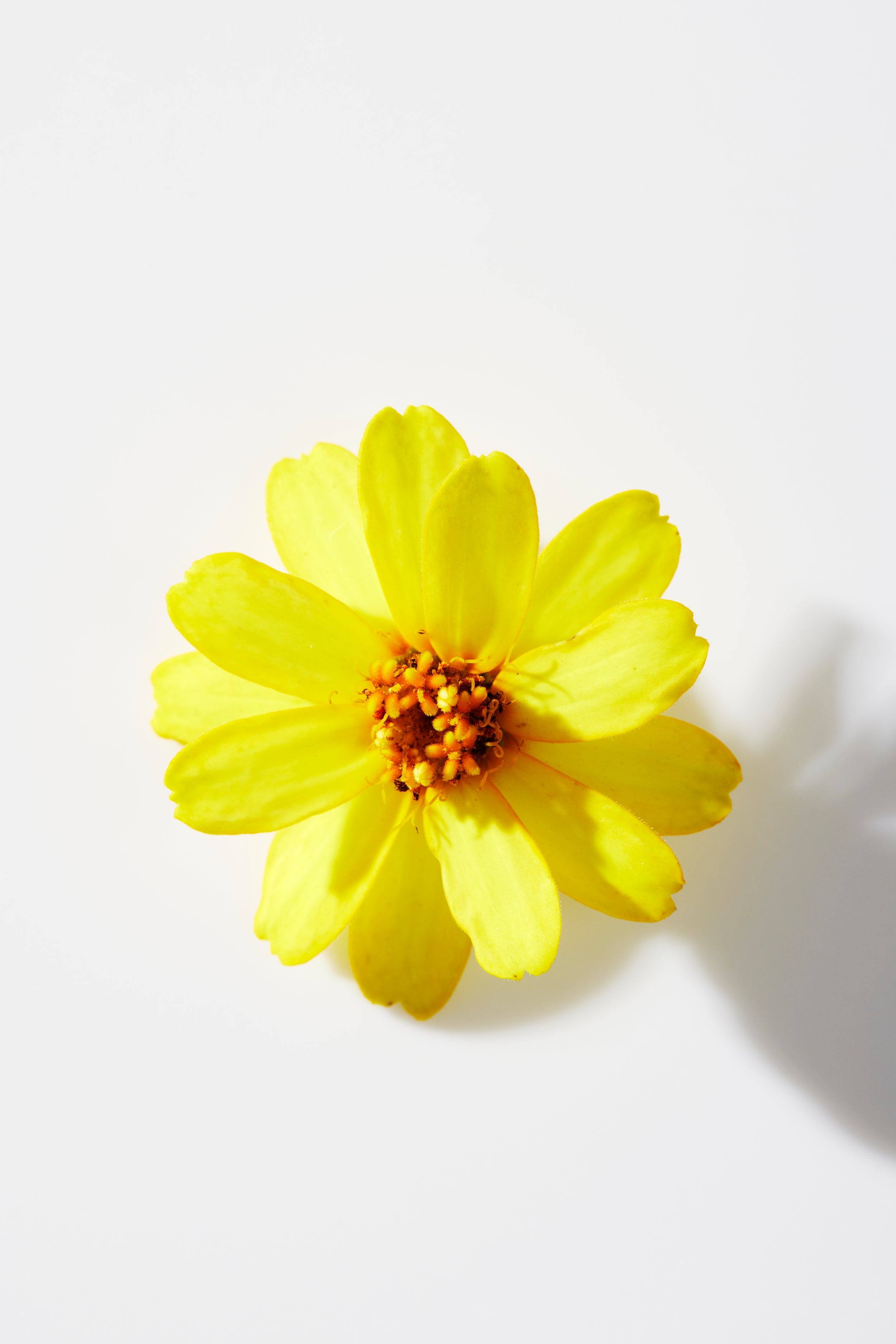 Spray + Balm - Motherline